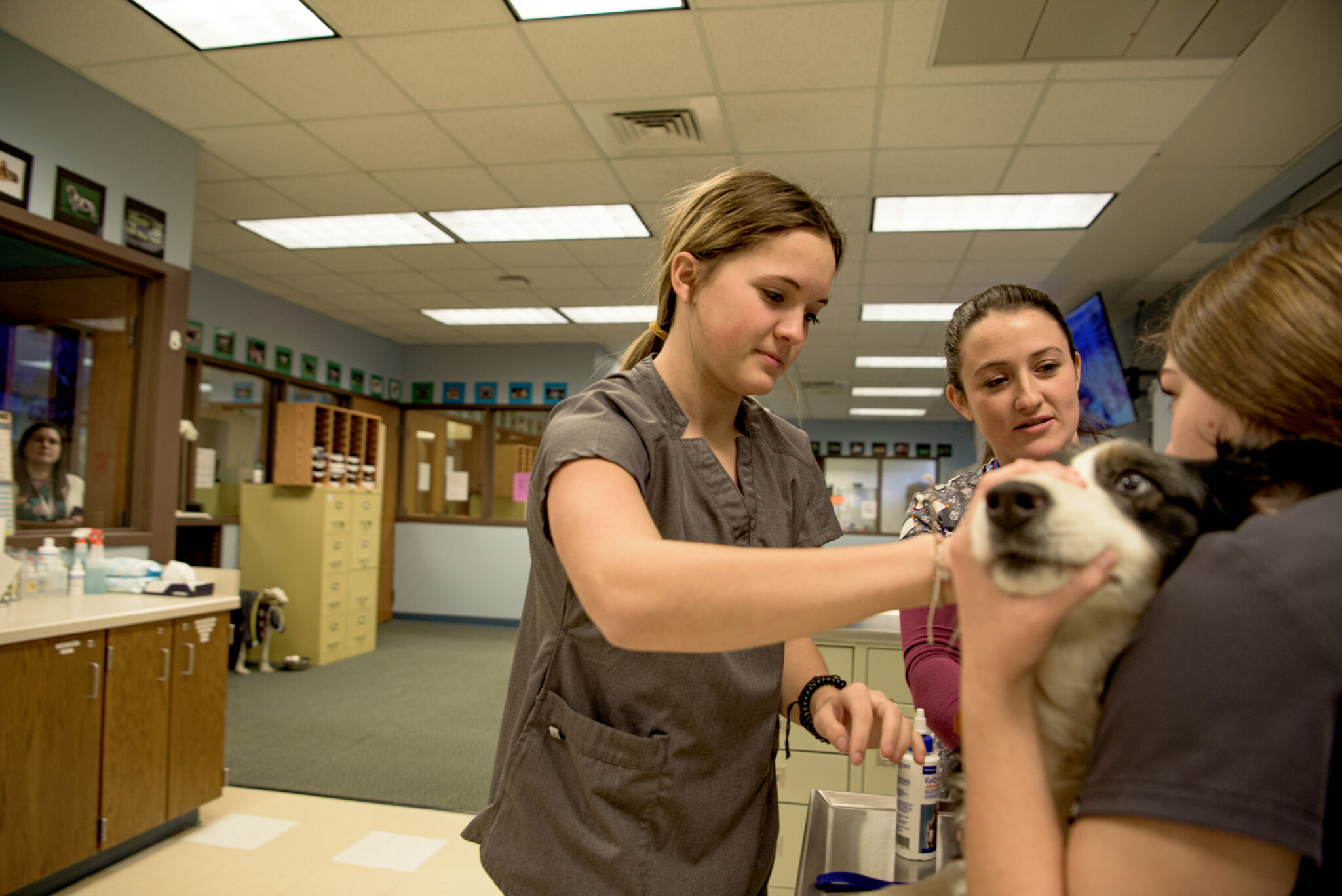 Veterinary Sciences | Crawford Tech
